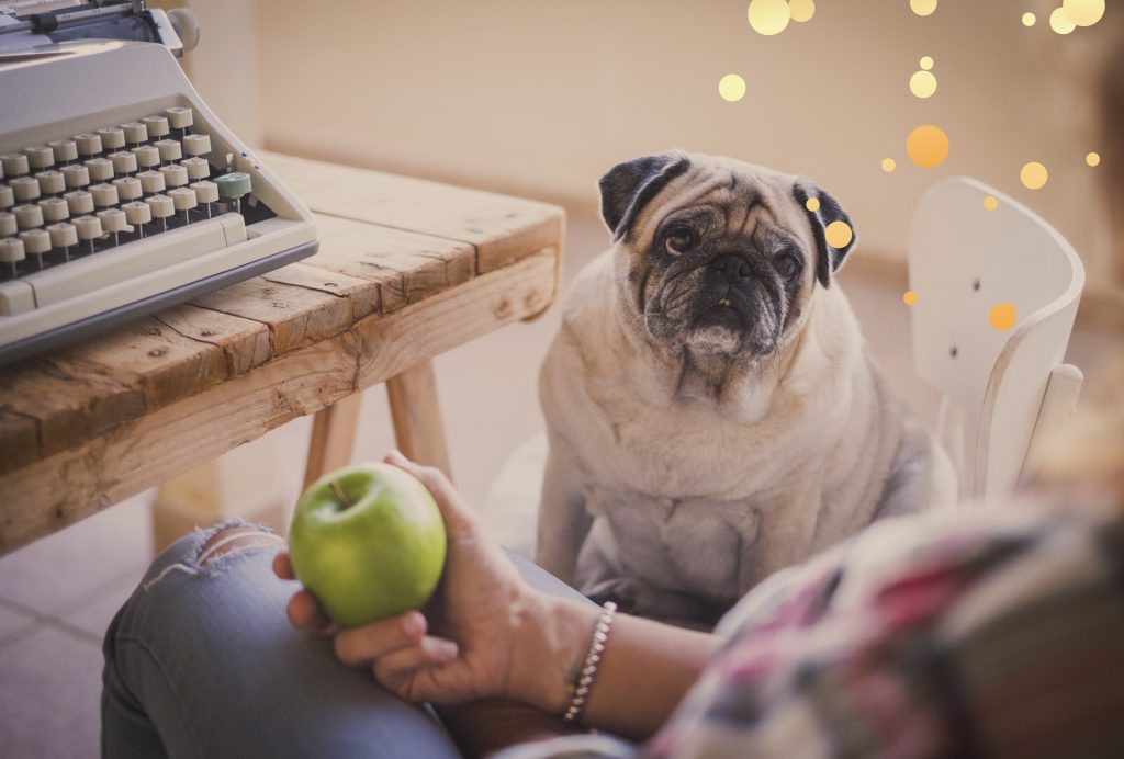 Sobrepeso en los perros; hablamos de las causas y soluciones