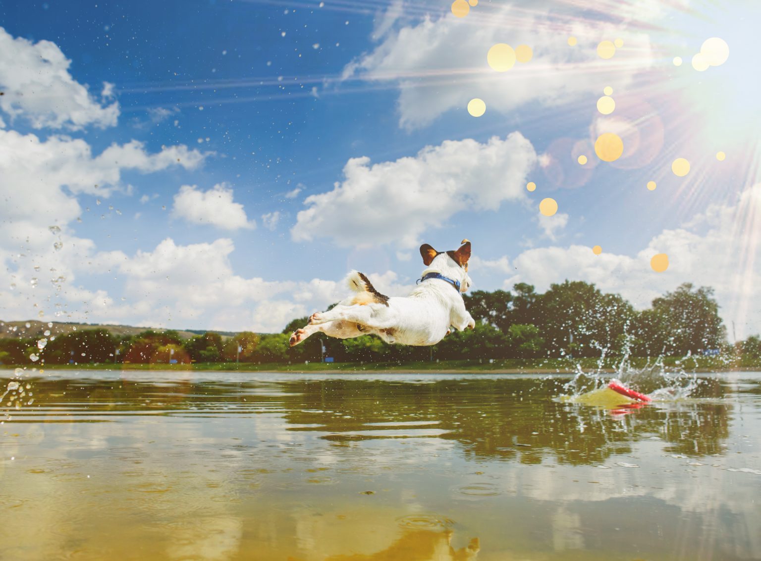 Pienso de pescado para perros: conoce todos sus beneficios